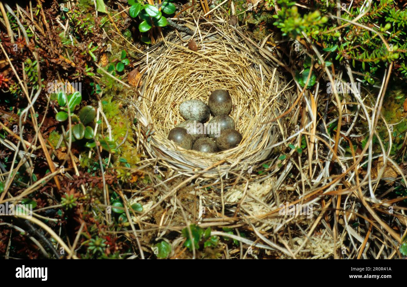 Songbirds eggs hi-res stock photography and images - Alamy
