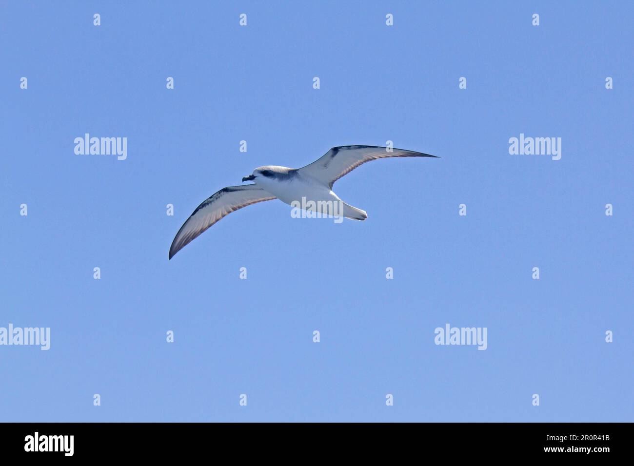 Pterodroma hi-res stock photography and images - Alamy