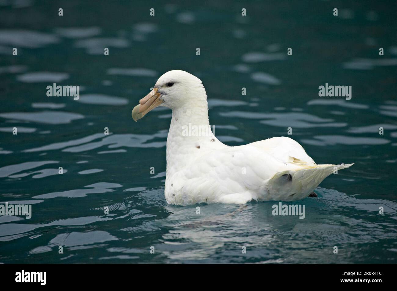 Southern giant petrel, Southern Giant Petrels (Macronectes giganteus ...
