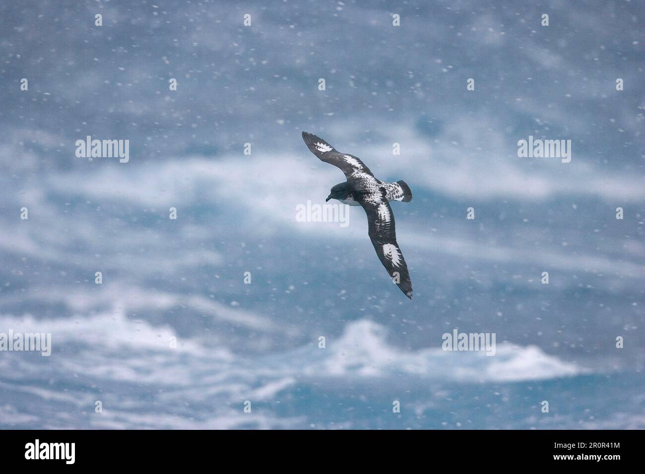 Daption capensis, Cape petrel, cape petrels (Daption capense), tube ...