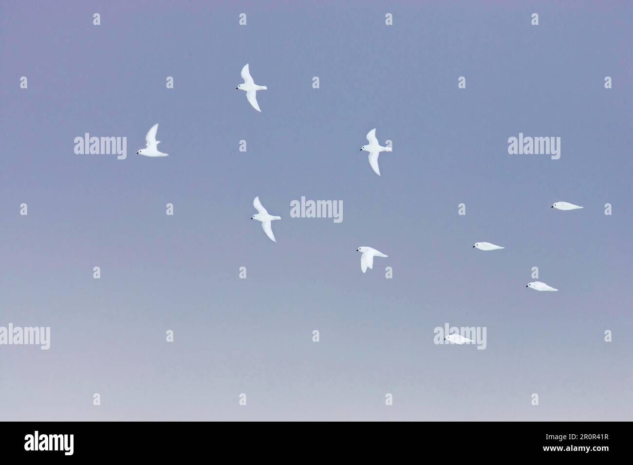 Snow petrel (Pagodroma nivea), Snow Petrels, Tube-nosed, Animals, Birds ...