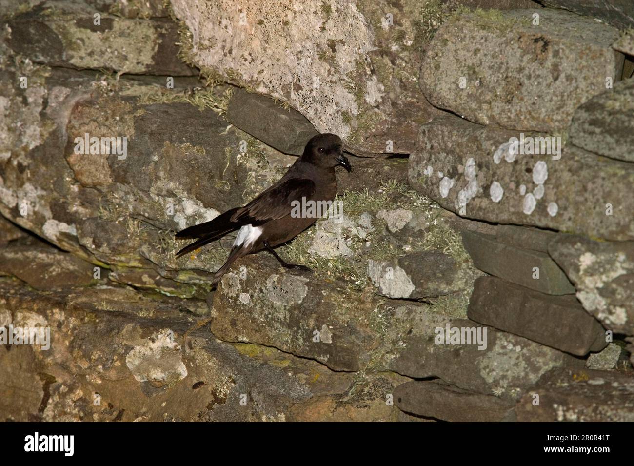 European european storm petrel (Hydrobates pelagicus) adult, on the ...
