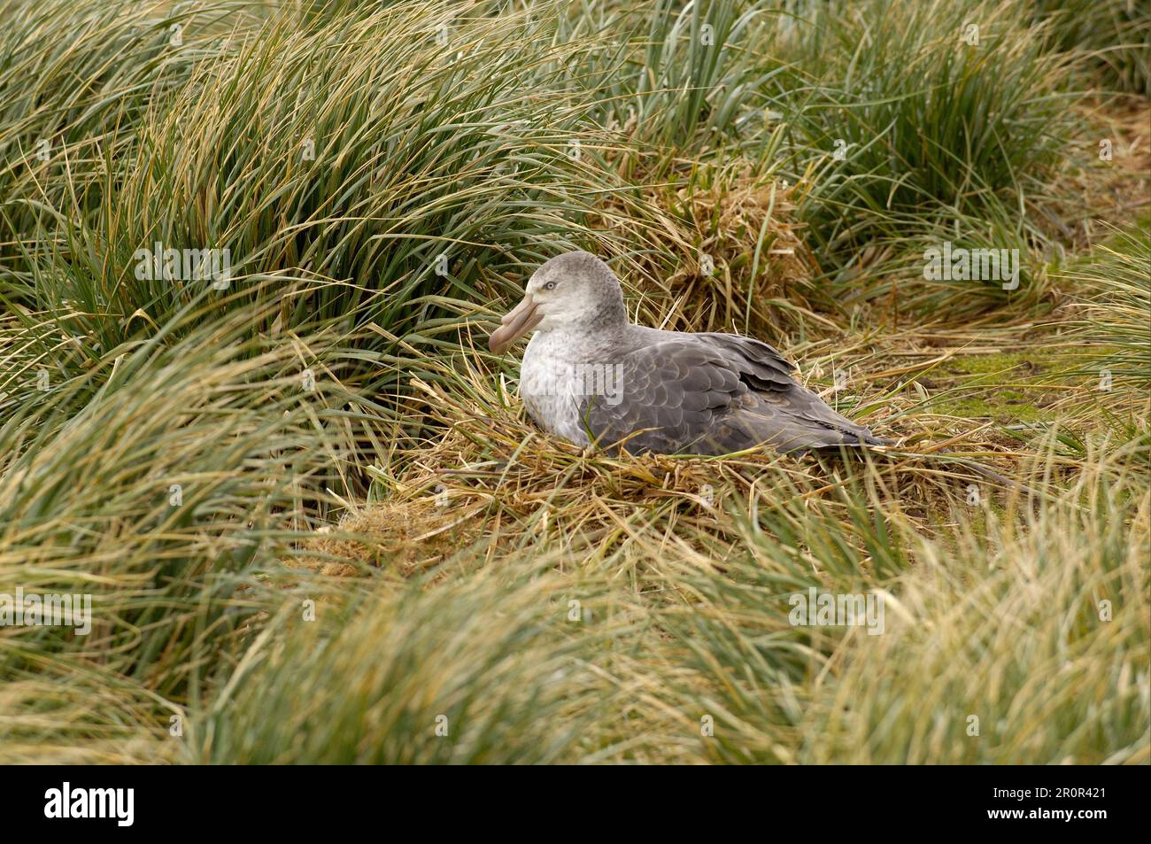Southern giant petrel (Macronectes giganteus), Southern Giant-petrels ...