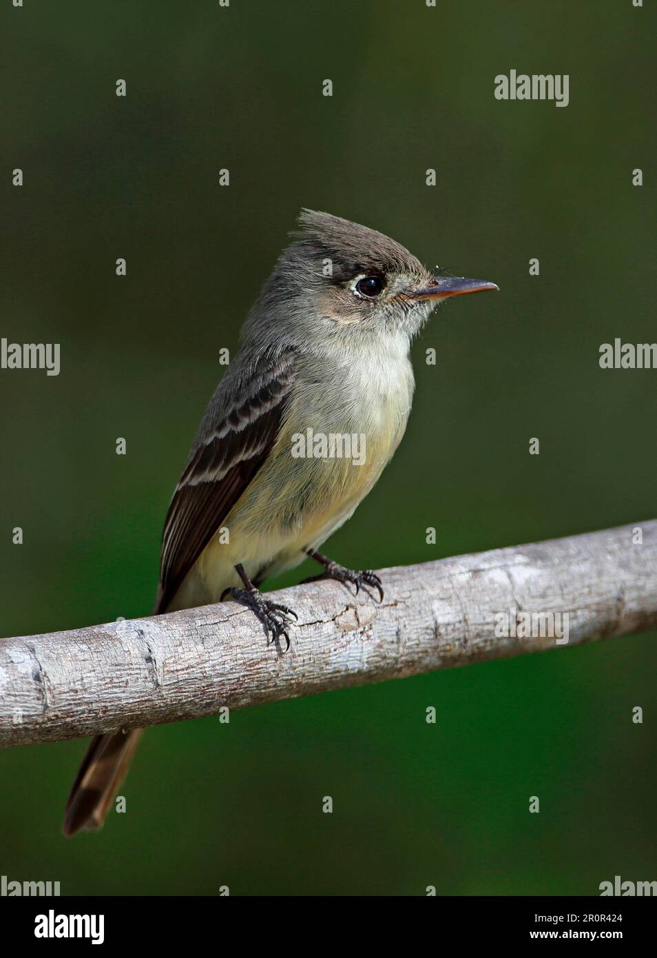 Cuban peewee (Contopus caribaeus caribaeus) adult, sitting on a branch ...
