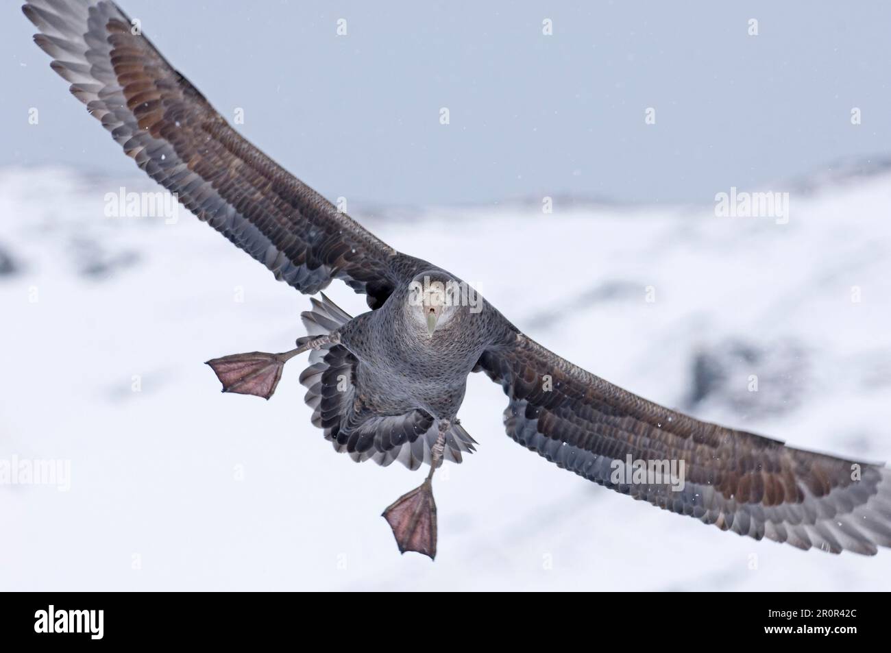 Southern giant petrel (Macronectes giganteus), Shetland, Southern Giant ...