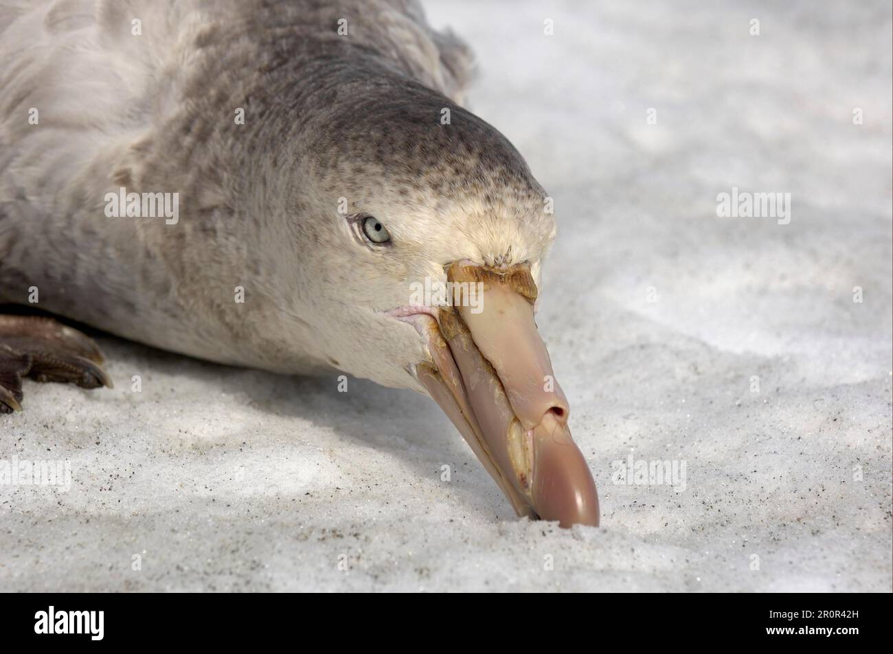 Southern giant petrel, Southern Giant Petrels (Macronectes giganteus ...