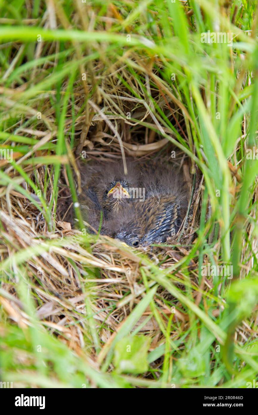 Raps (Anthus pratensis), songbirds, animals, birds, Meadow Pipit chicks ...