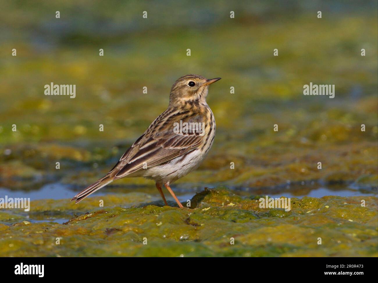 British aquatic songbird hi-res stock photography and images - Alamy