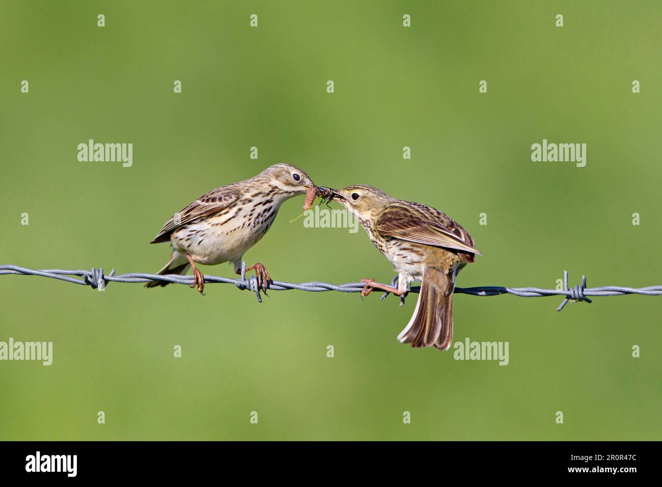 Adult male feeding on insects hi-res stock photography and images - Alamy