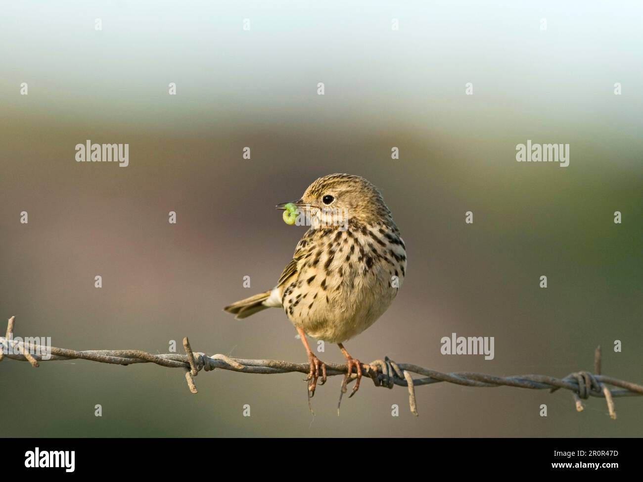Raps (Anthus pratensis), adult, with caterpillar in beak to feed chicks ...