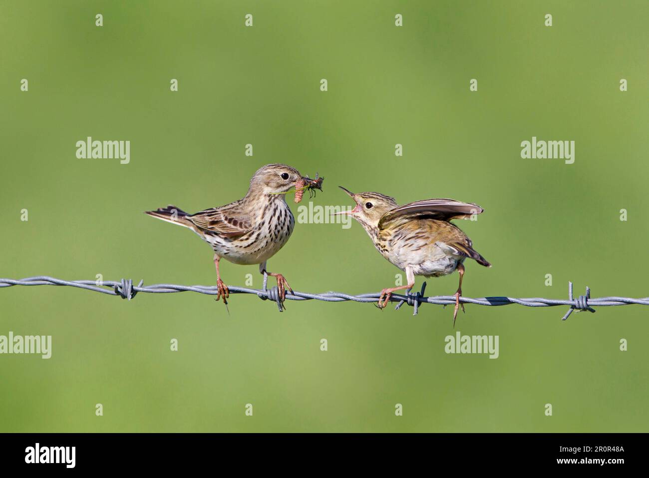 Raps (Anthus pratensis), adult pair, male feeding insects to female ...