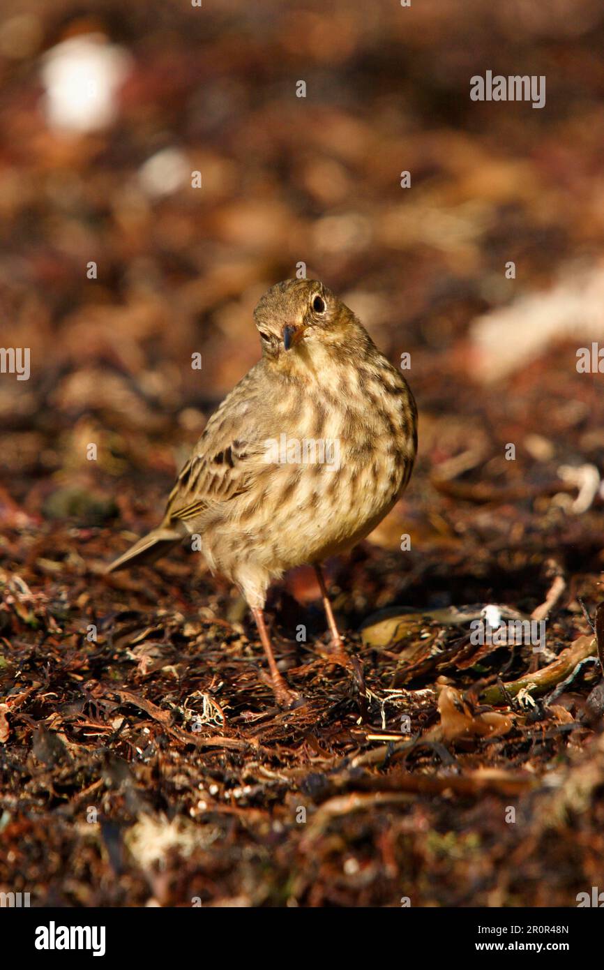 Rock Pipit (Anthus petrosus) adult, foraging on beach strandline ...
