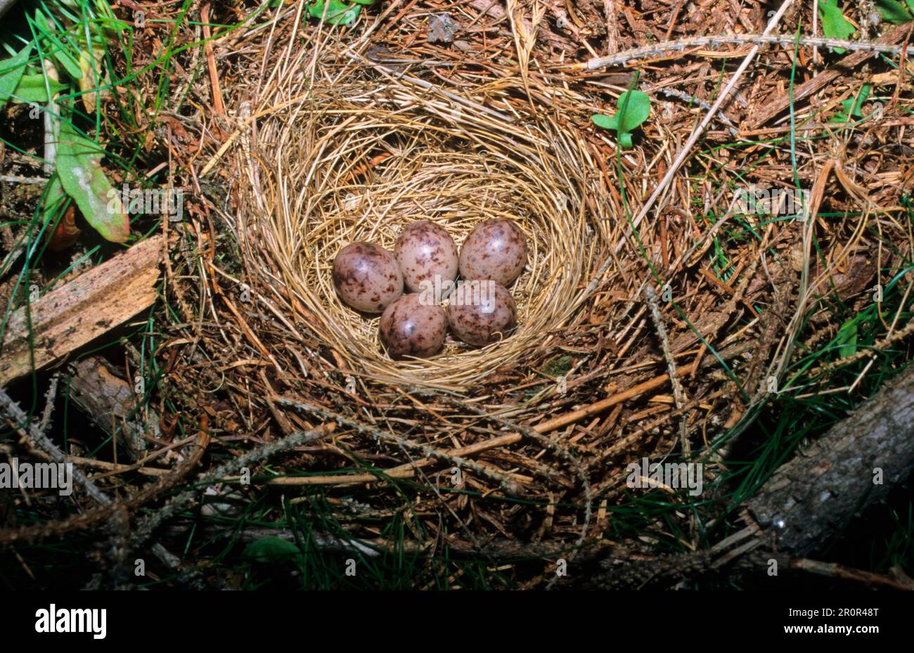 Tree pipit (Anthus trivialis), Songbirds, Animals, Birds, Tree Pipit ...