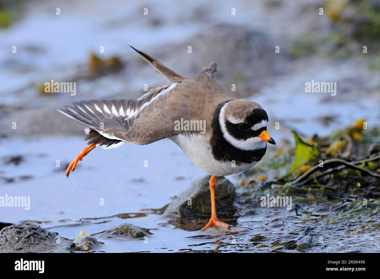 Ringed plover (Charadrius hiaticula) adult, breeding plumage ...