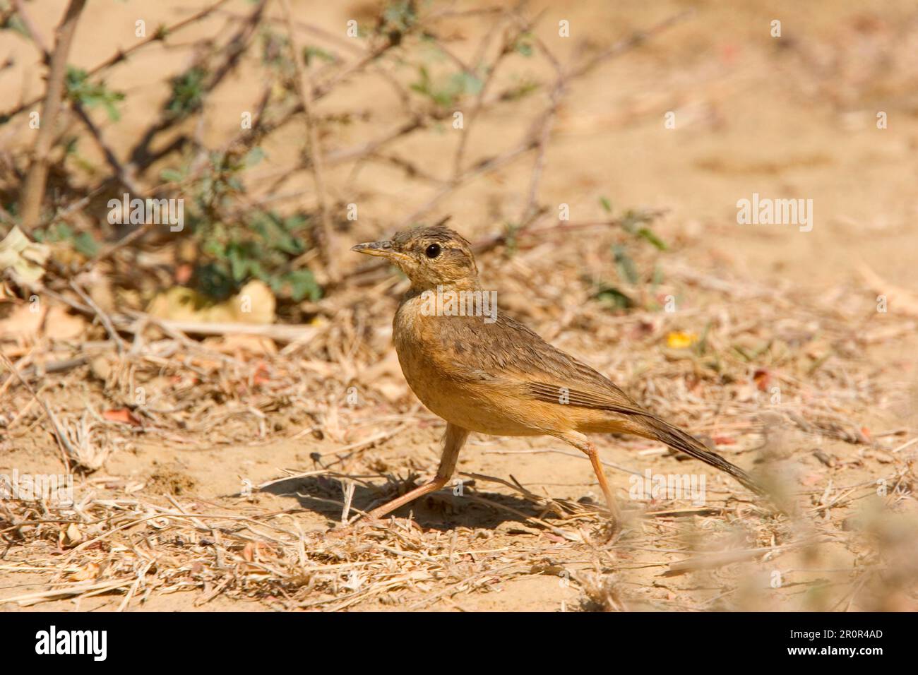 Long-billed Pipit, Songbirds, Animals, Birds, Long-billed Pipit (Anthus ...