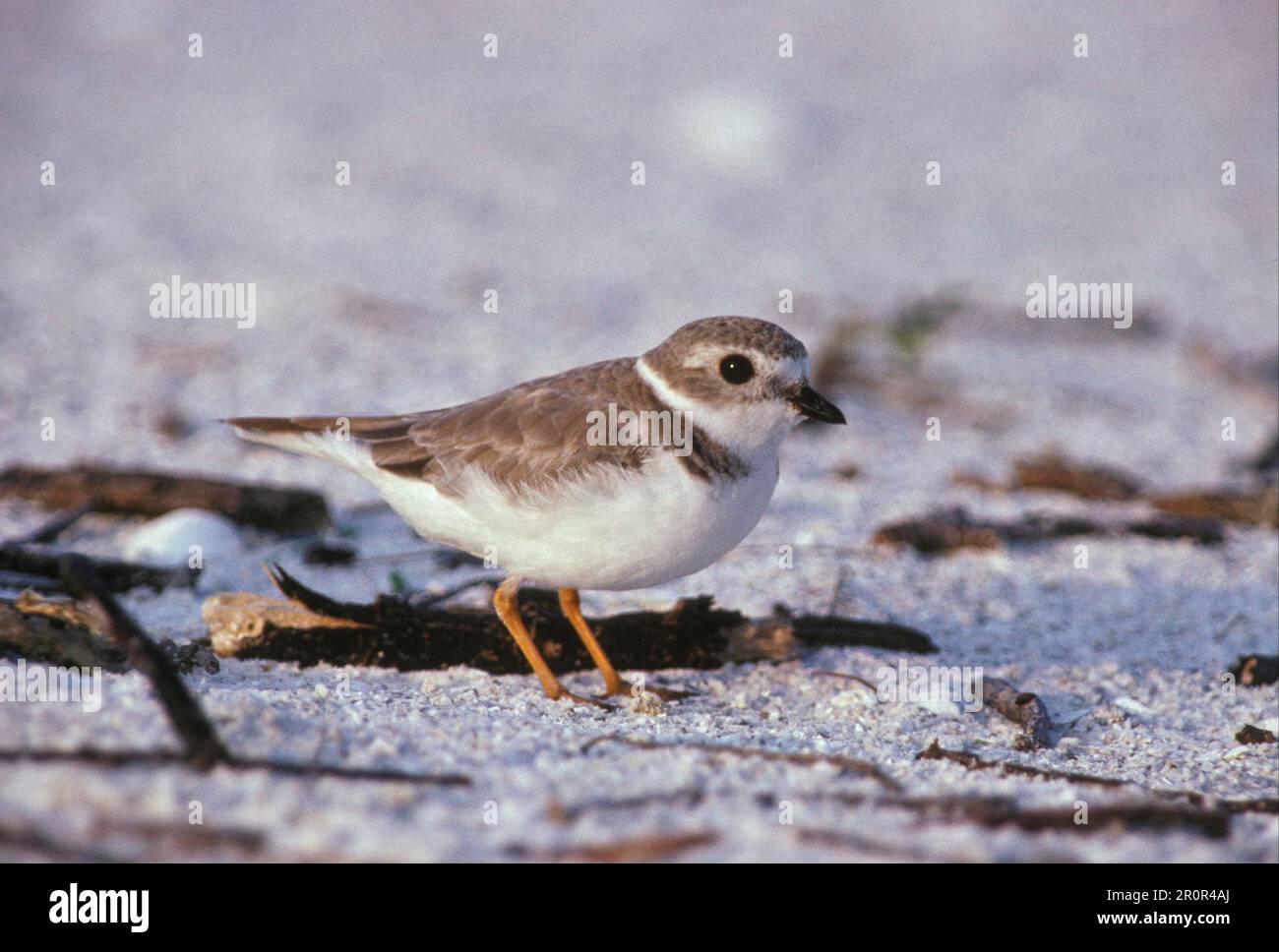 Piping plover (Charadrius melodus), Yellow-footed plover, Animals ...