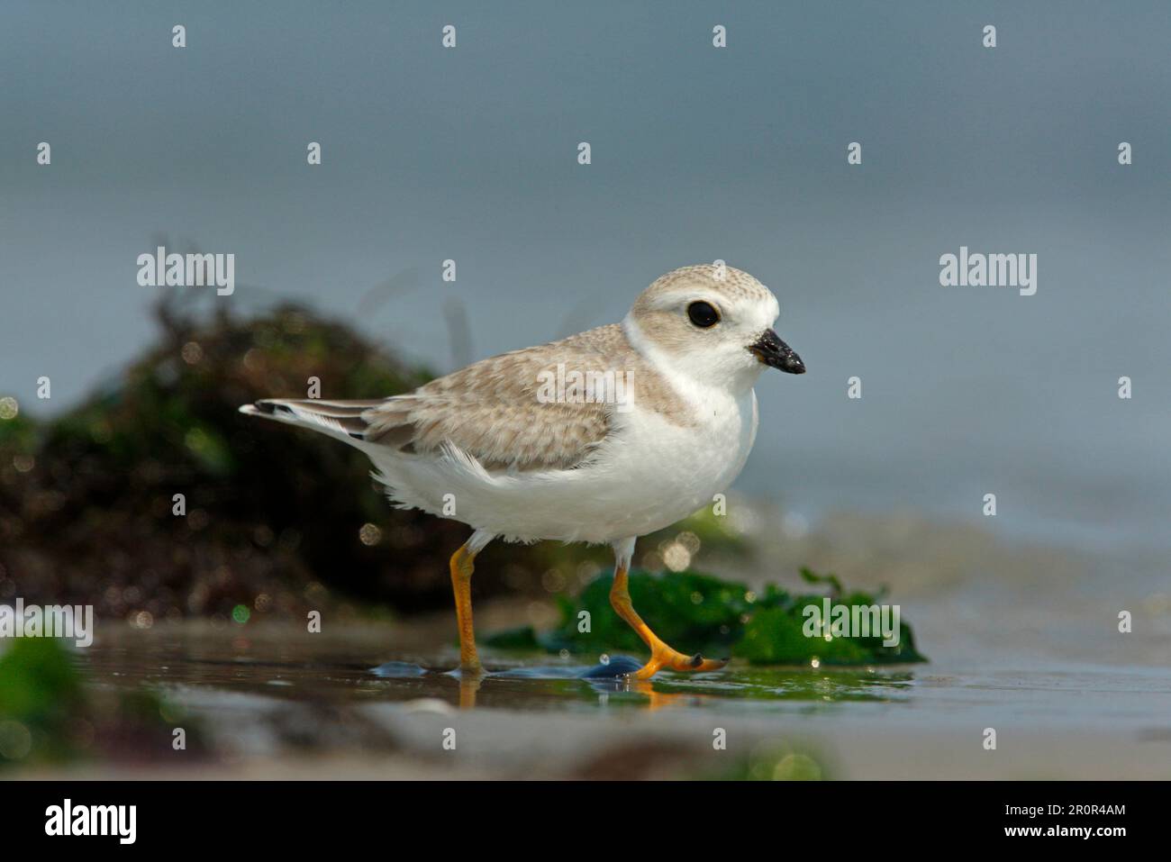 Piping plover (Charadrius melodus), Yellow-footed plover, Animals ...