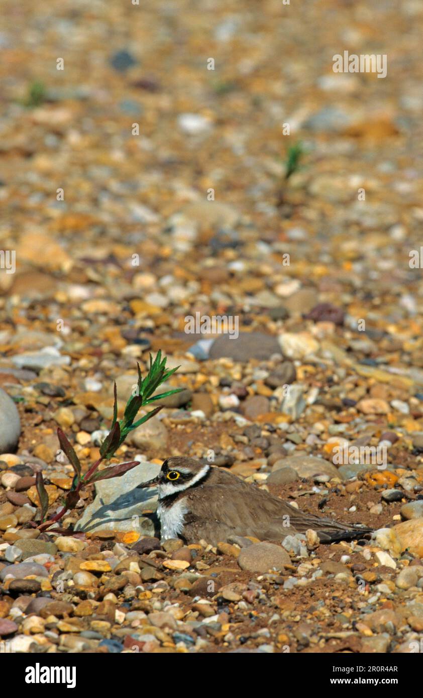 Little ringed plover (Charadrius dubius), adult at nest on pebbles ...