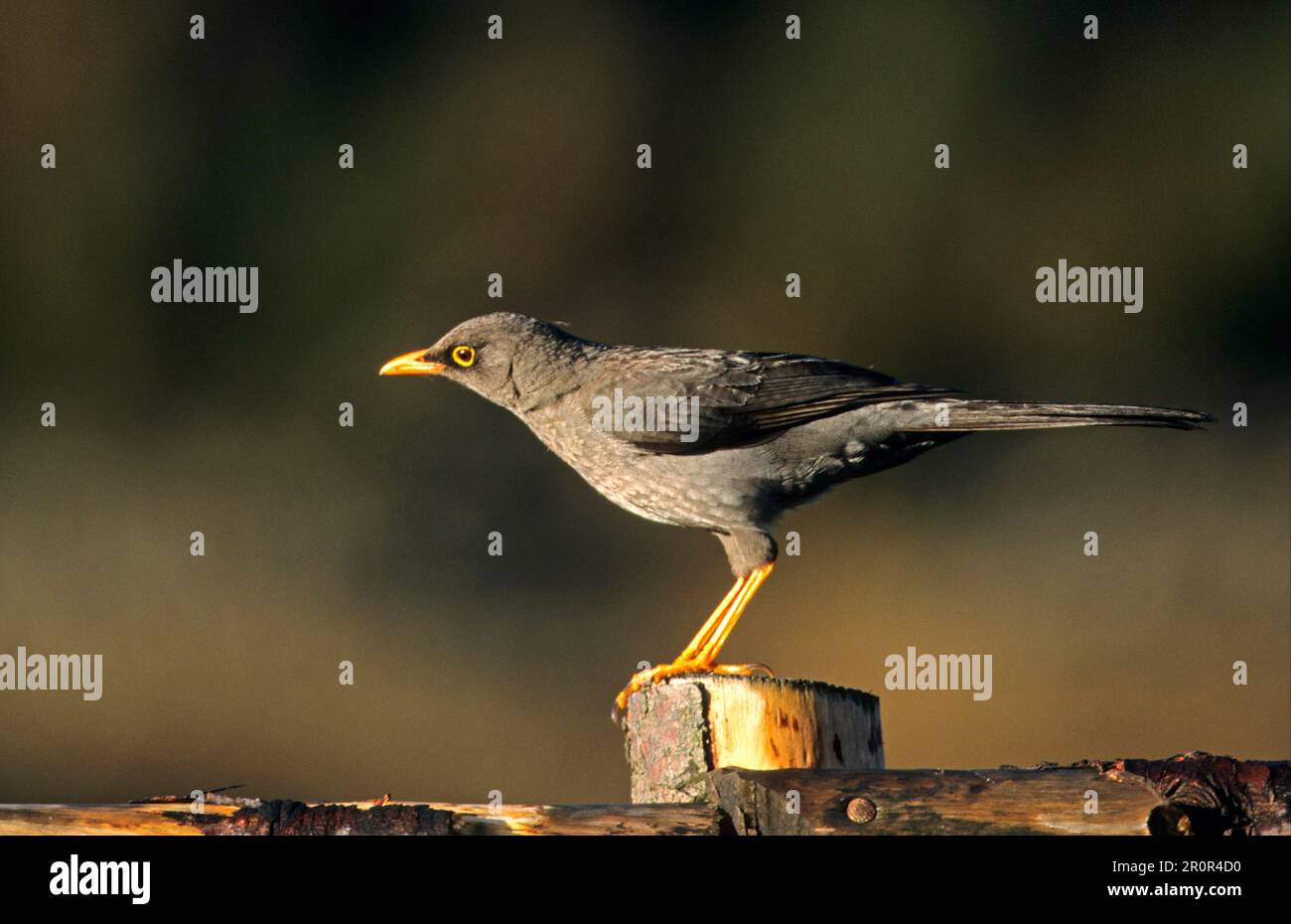 Great thrush (Turdus fuscater) on a wooden pole, Venezuela Stock Photo ...