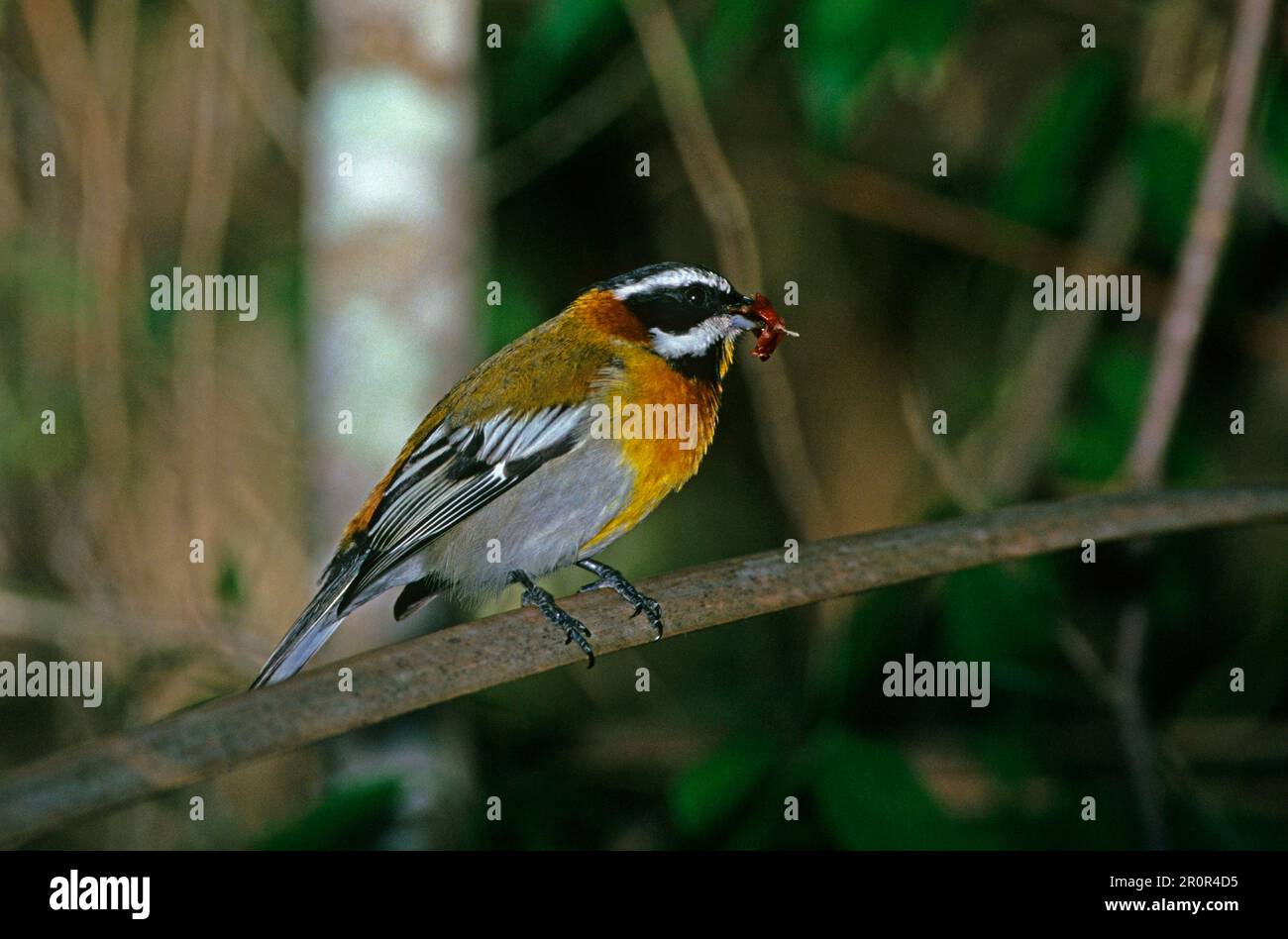 Stripe-Headed Tanager, Stripe-Headed Tanager, Tanagers, Songbirds ...