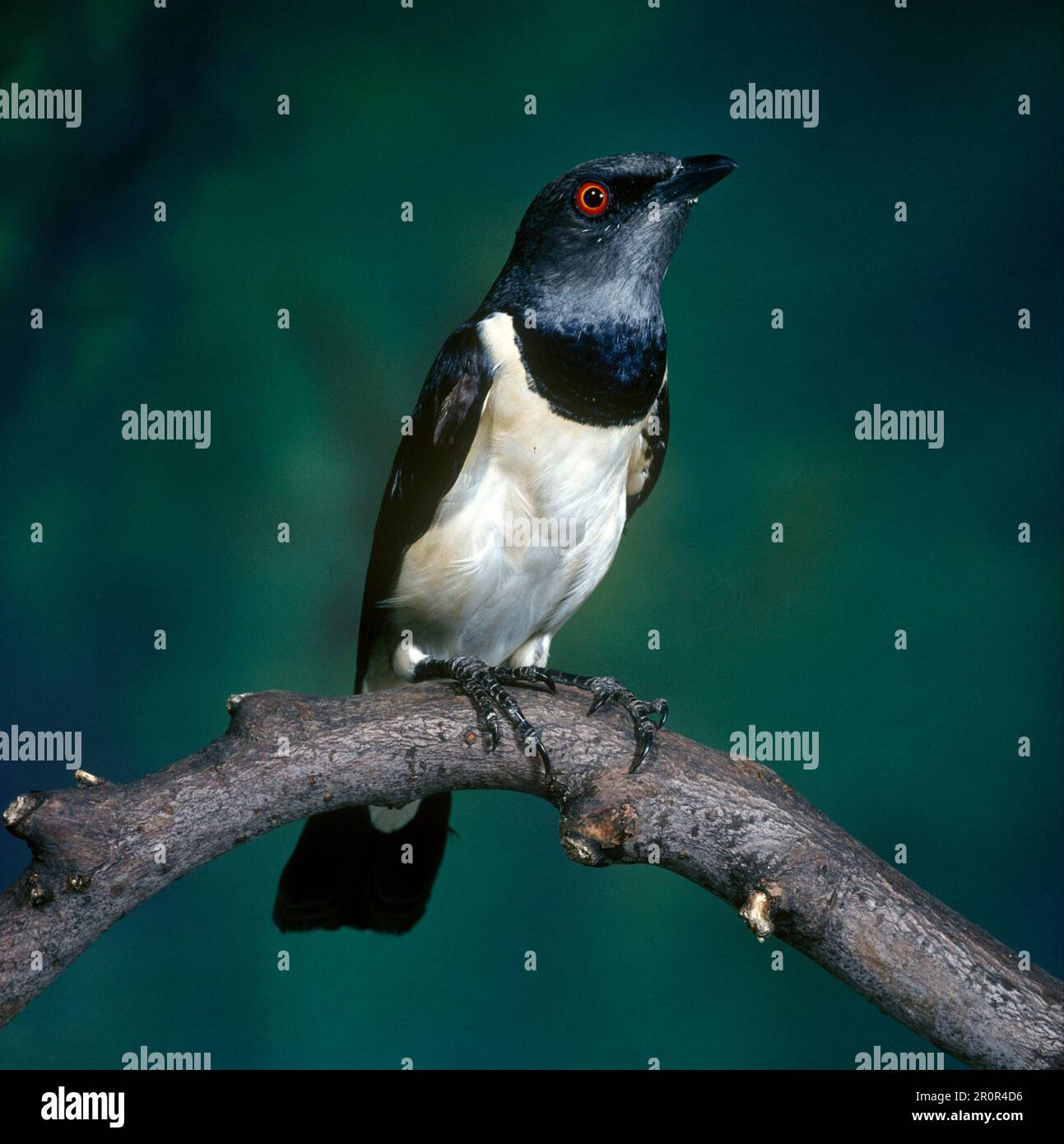 Magpie Starling, Starling, Starlings, Songbirds, Animals, Birds, Magpie ...