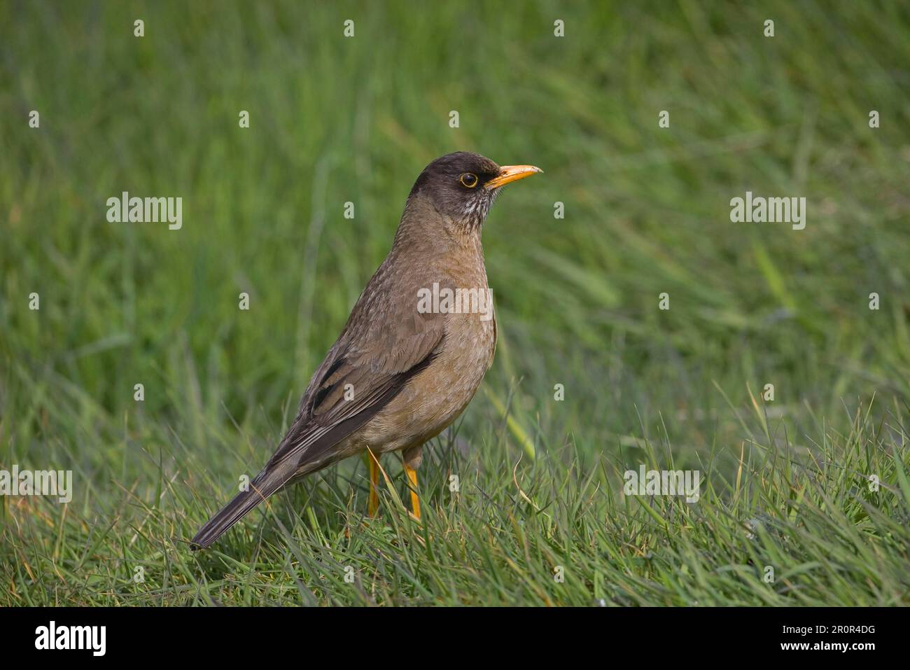 Falkland Thrush (Turdus f. falcklandii) adult, standing in grass ...