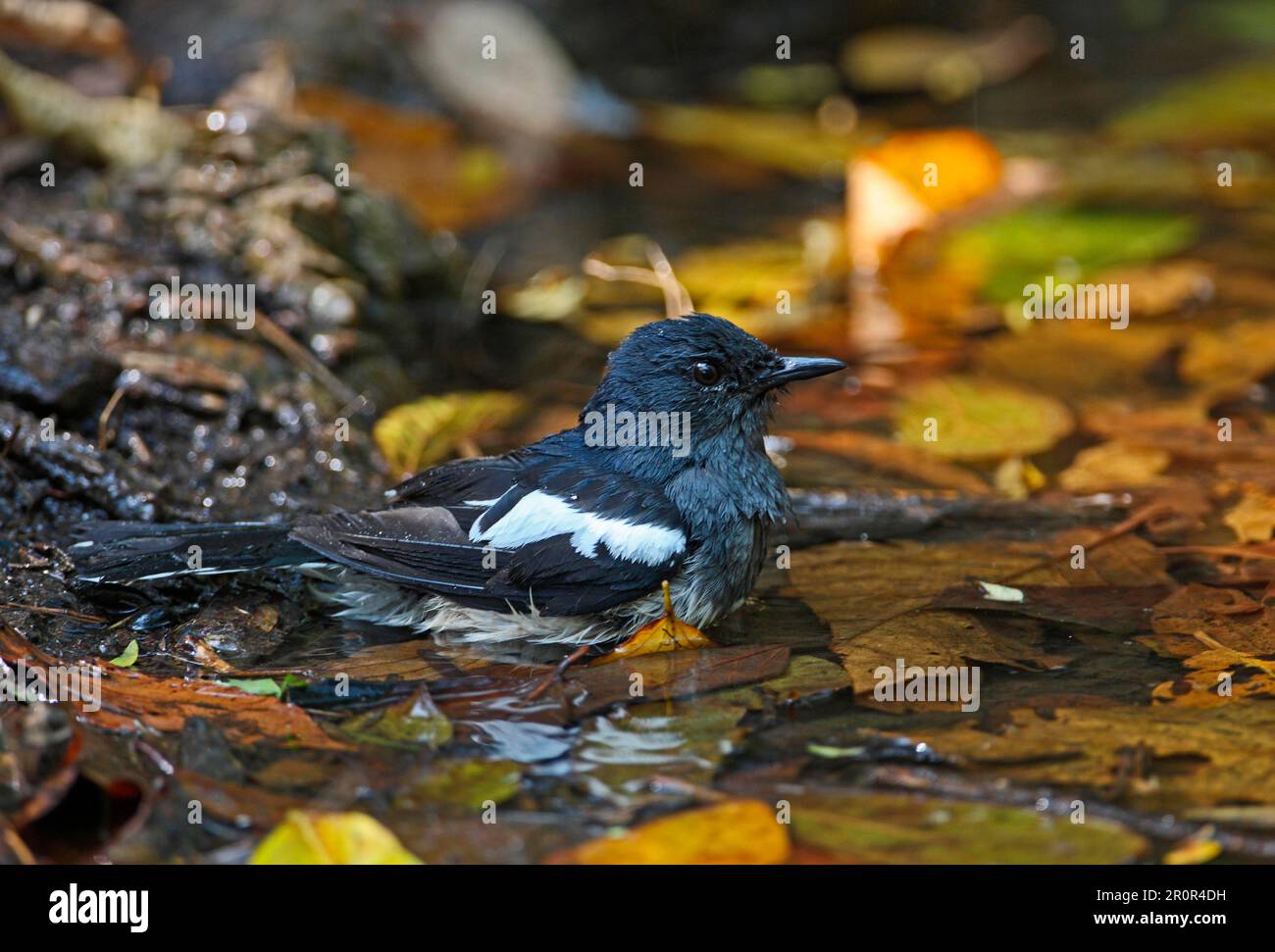 Oriental magpie robin (Copsychus saularis erimelas), adult female ...