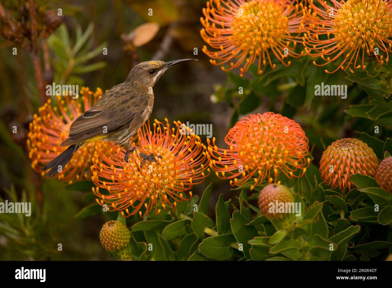 Immature cape sugarbird (Promerops cafer), perching on pincushion ...
