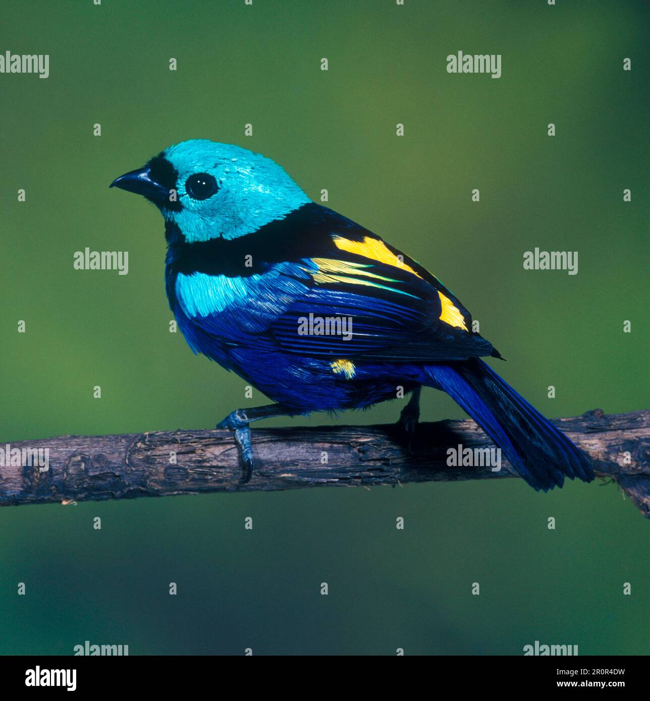 Seven-colored tanager (Tangara fastuosa), Many-coloured Tanager ...