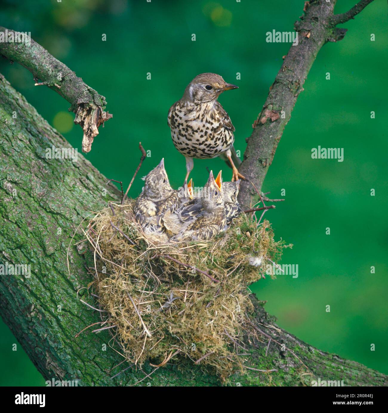 Mistle Thrush, mistle thrushes (Turdus viscivorus), Songbirds, Animals ...