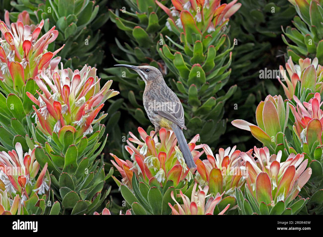 Cape sugarbird (Promerops cafer), adult female, feeding on Protea ...