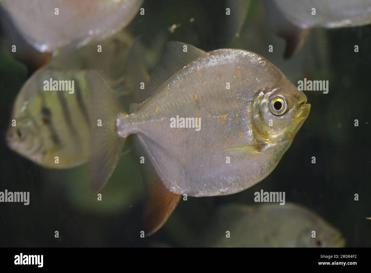 A close-up of a glass aquarium containing a school of small fish ...