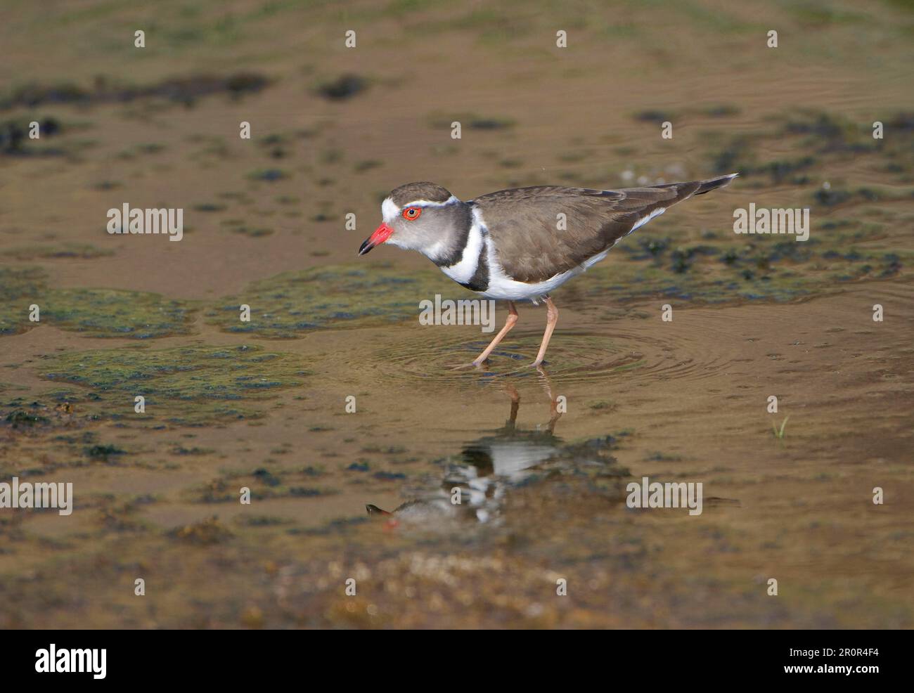 Three-banded plover (Charadrius tricollaris), adult, wading in a ...