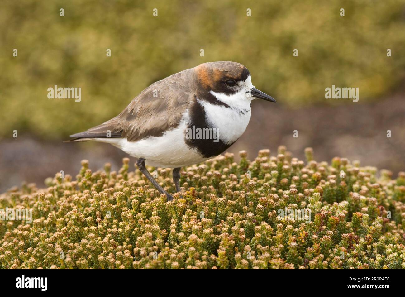 Crowberry empetrum rubrum hi-res stock photography and images - Alamy