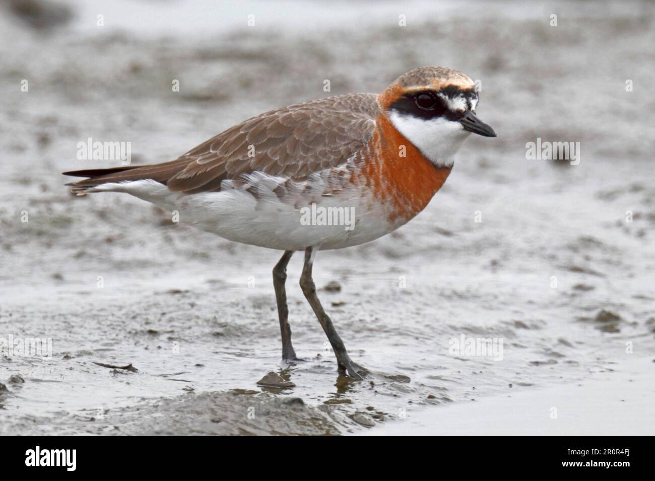 Lesser Sand Plover (Charadrius mongolus) adult, breeding plumage ...