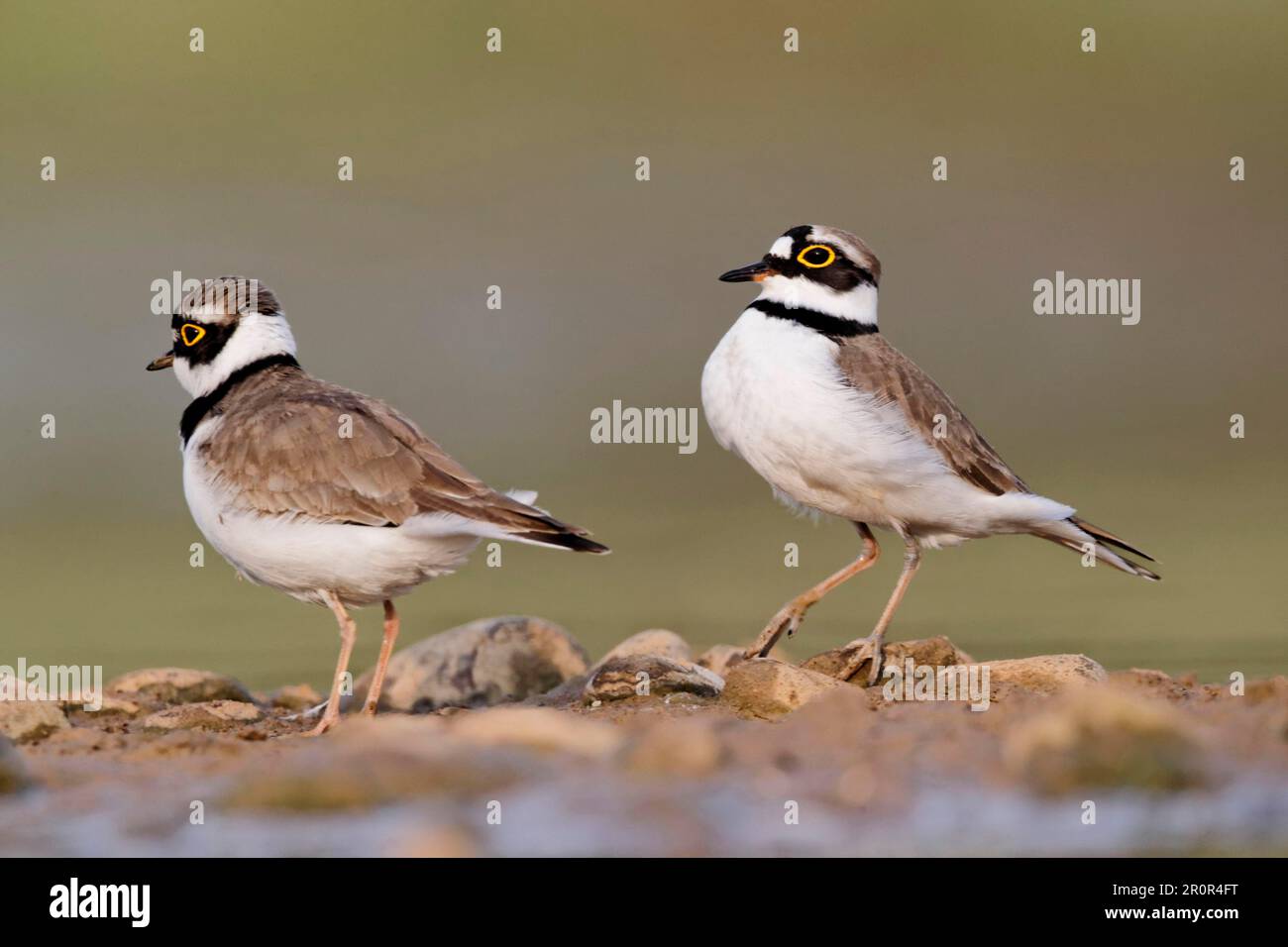 Little ringed plover (Charadrius dubius) adult pair, summer plumage ...