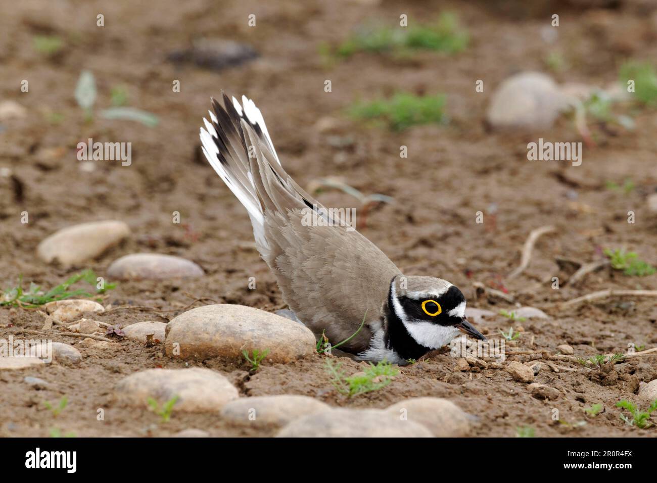 Little ringed plover (Charadrius dubius) adult male, summer plumage ...