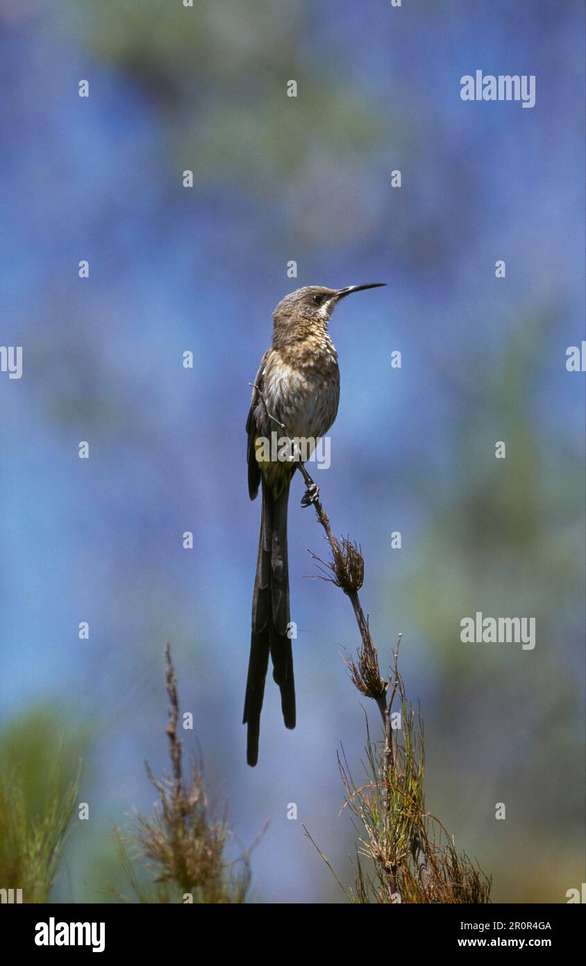 Cape sugarbird (Promerops cafer), Cape Honeyeater, Animals, Birds, Cape ...