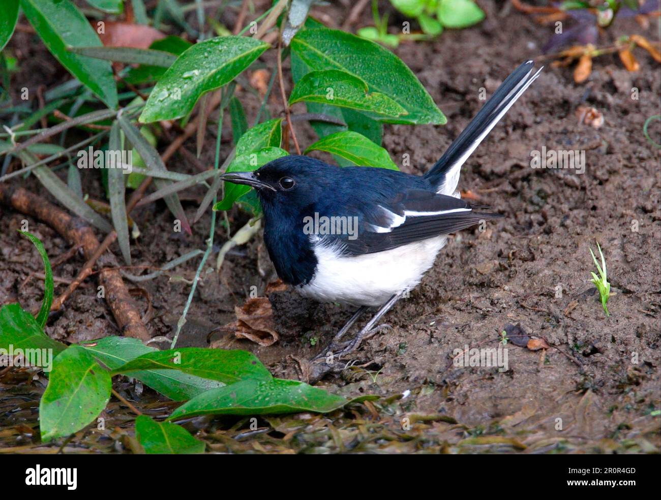 Magpie Thrush, oriental magpie-robins (Copsychus saularis), songbirds ...