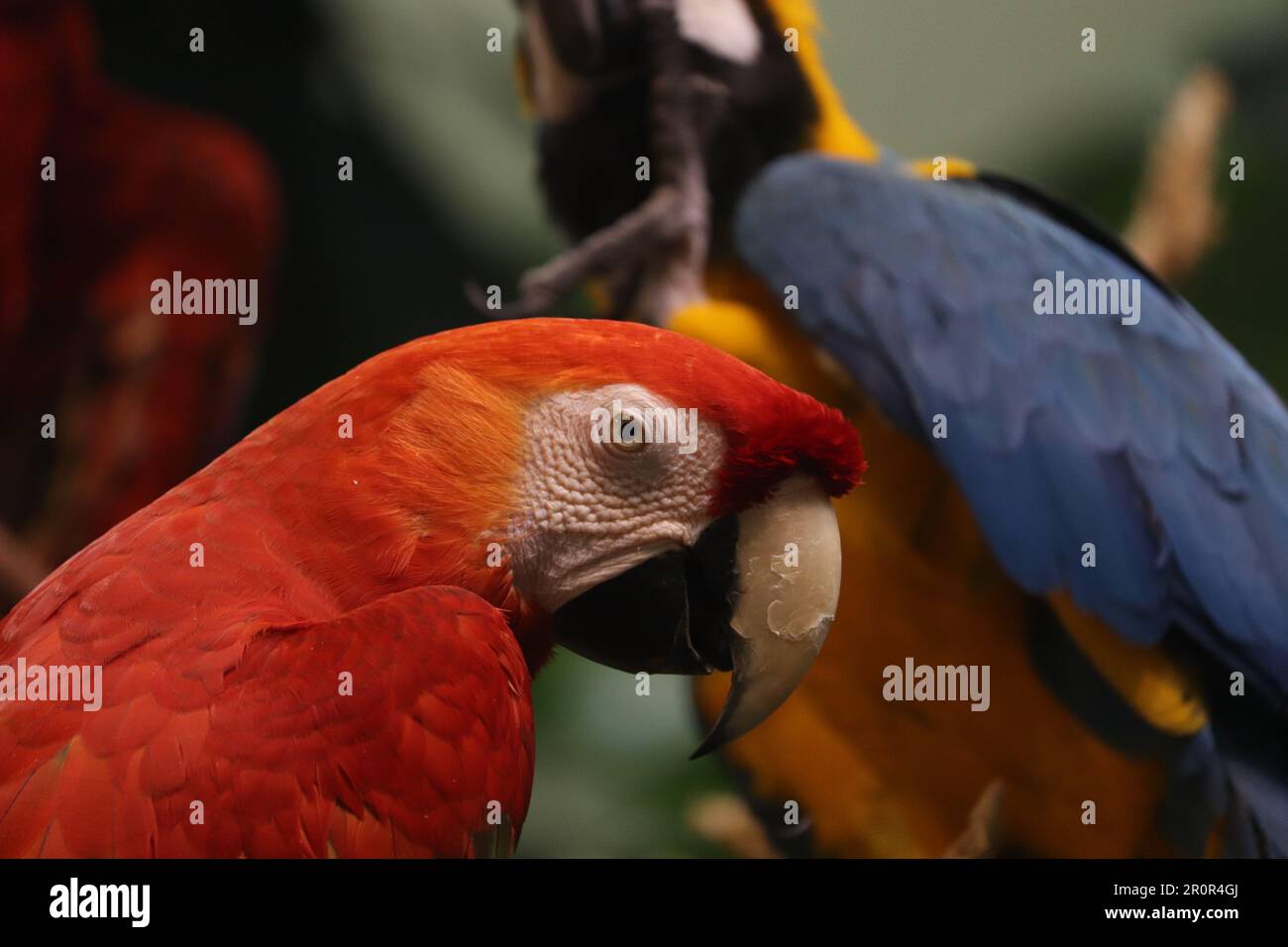A vibrant display of avian companionship in the lush rainforest, two ...