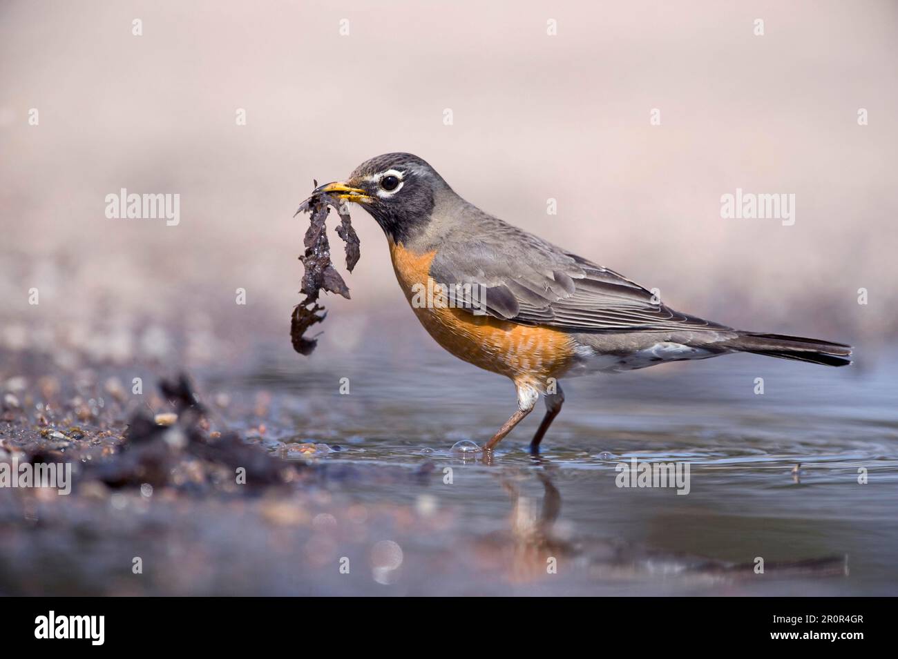 American robin with nest material hi-res stock photography and images ...