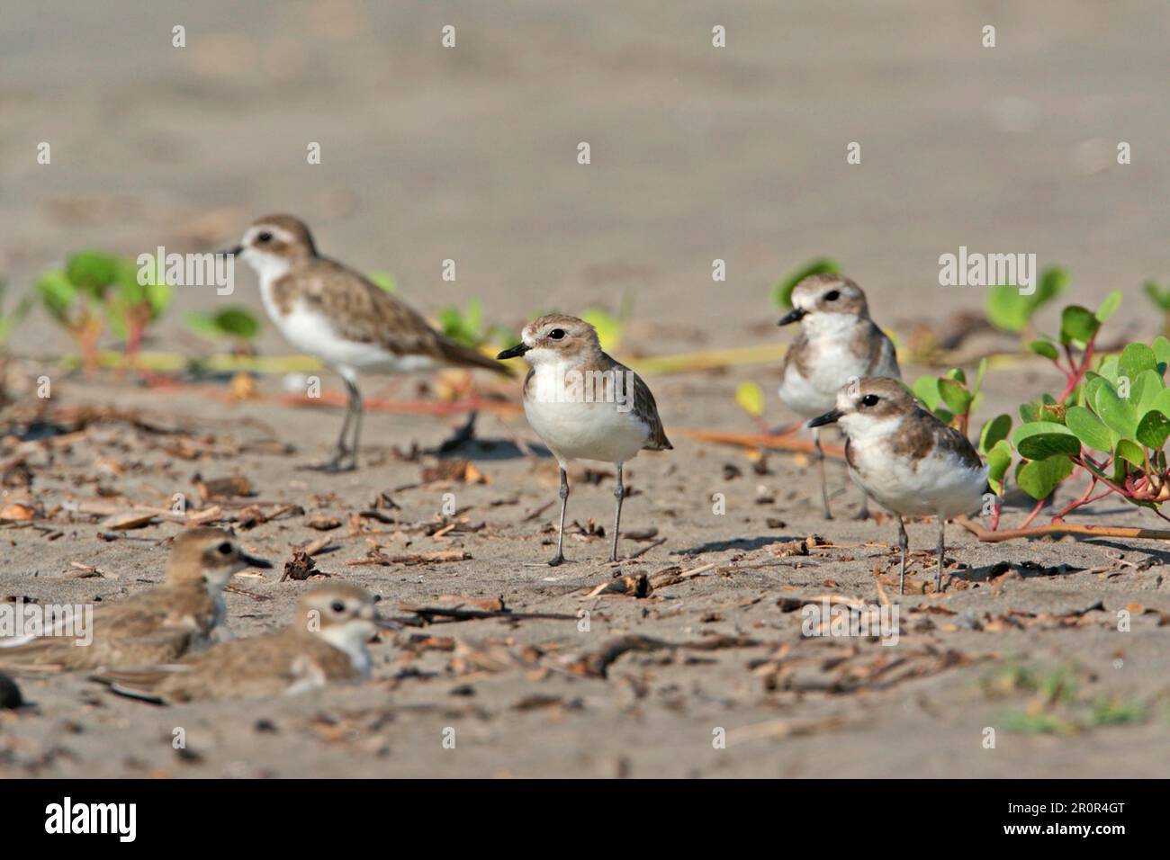Lesser Sand Plover (Charadrius mongolus) flock, winter plumage, Morjim ...