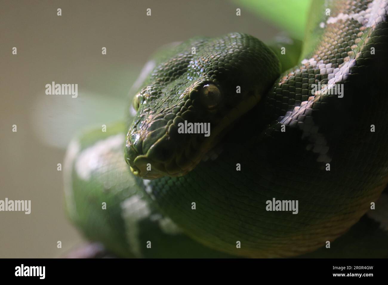 A macro shot of a snake coiled around a leafy green plant, the snake's ...