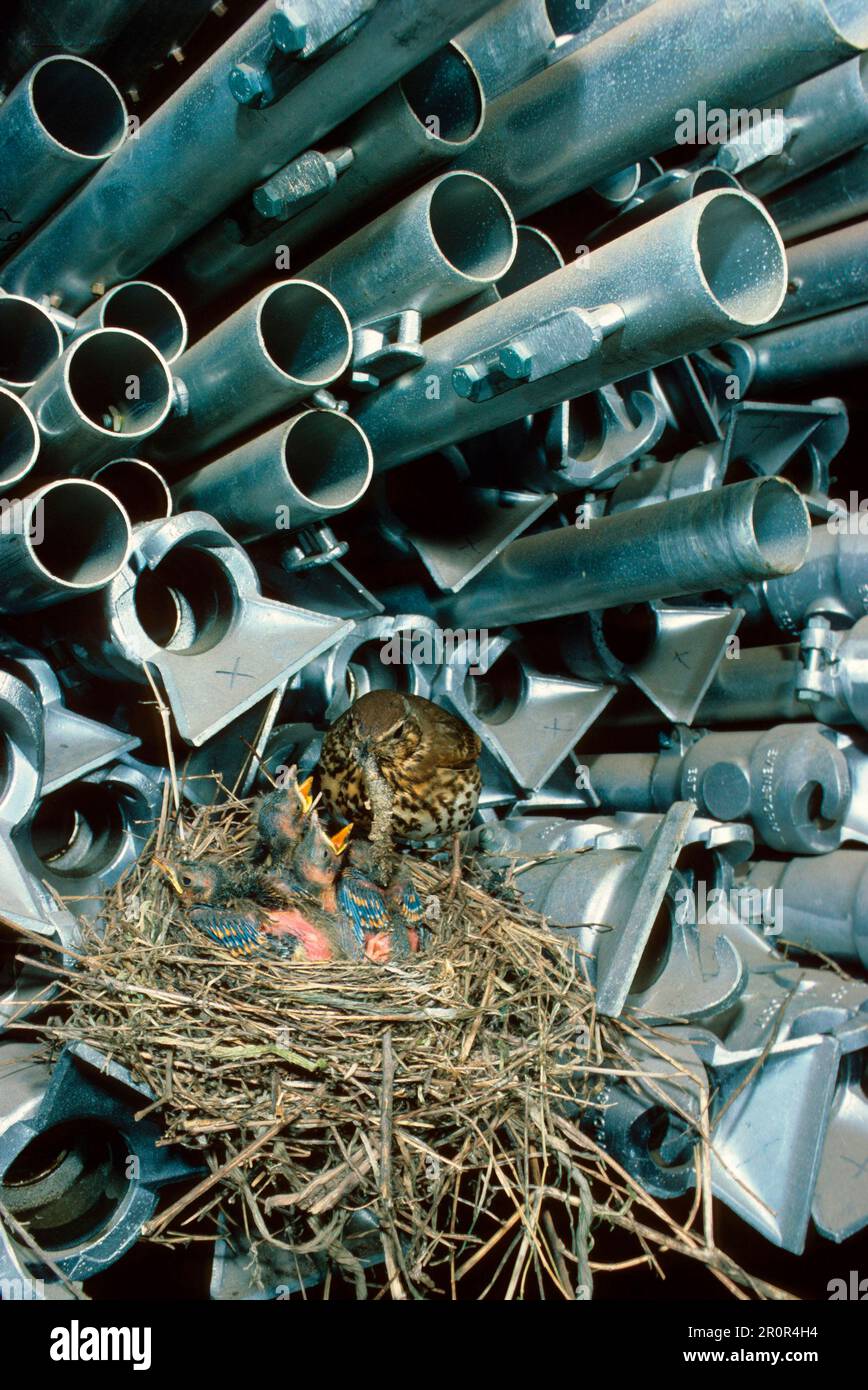 Song thrush (Turdus philomelos) at the nest, young demanding, nest on ...