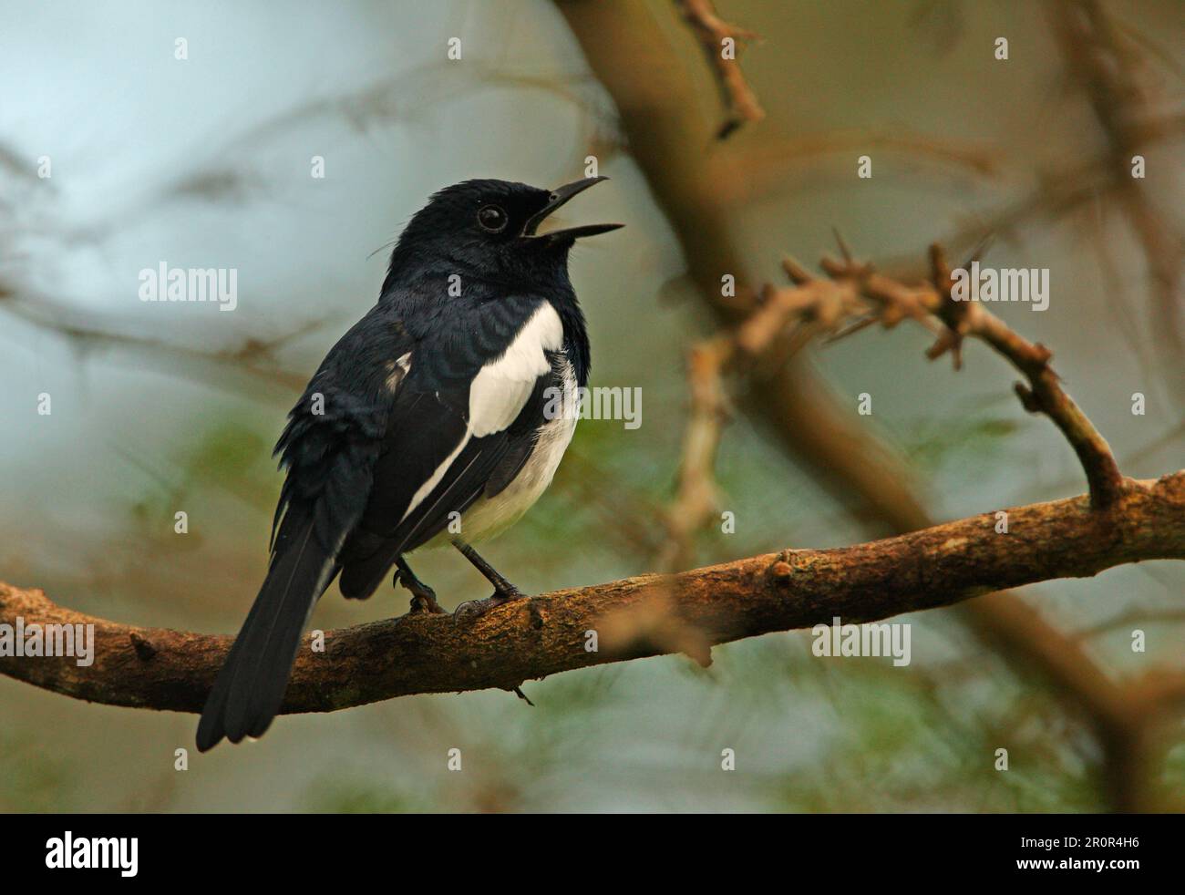 Oriental magpie-robin (Copsychus saularis ceylonensis), adult male ...