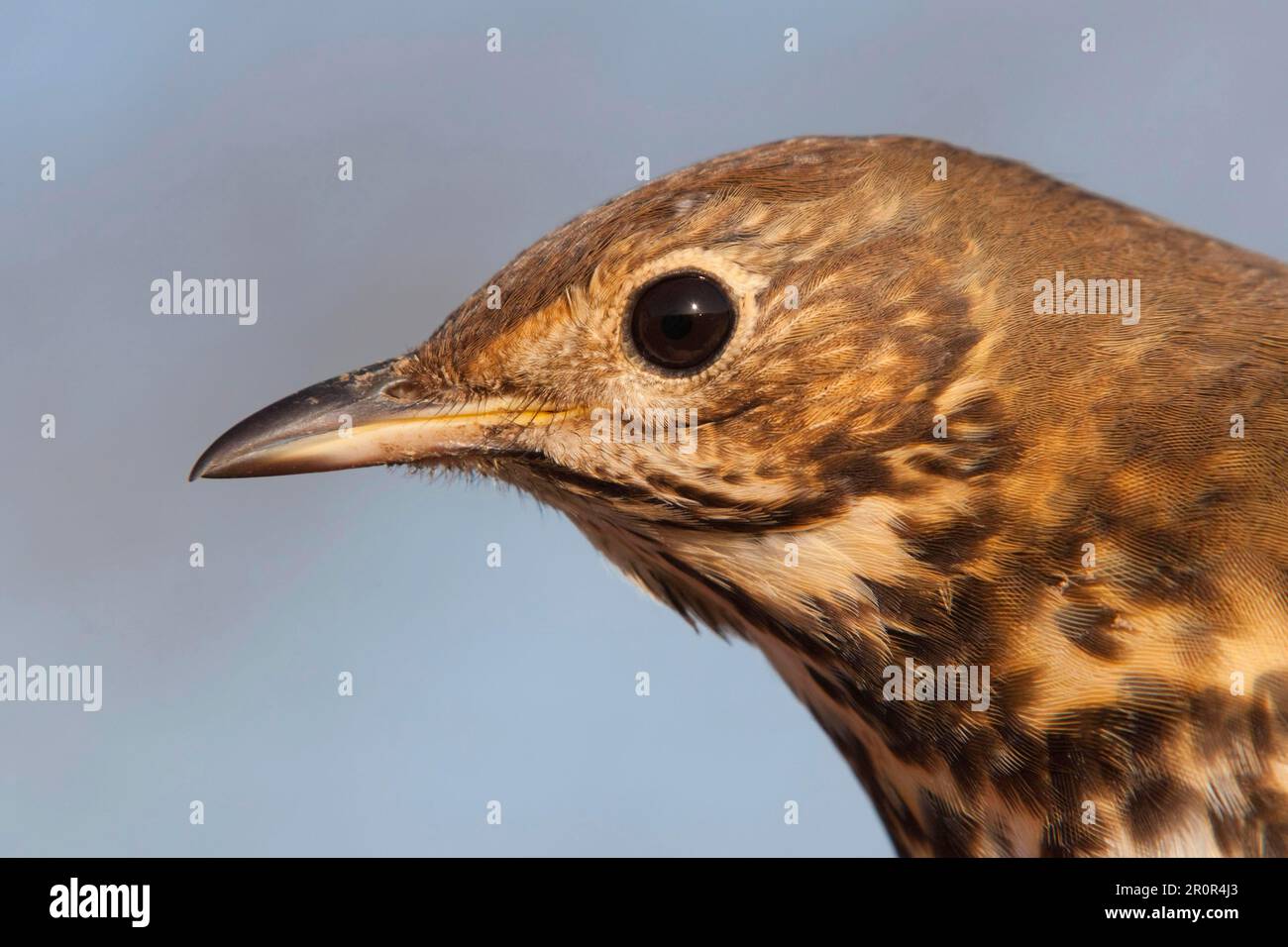 Thrush head detail hi-res stock photography and images - Alamy
