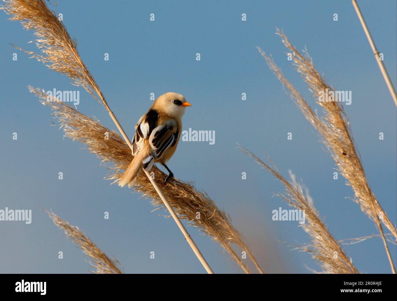 Bearded Tit (Panurus biarmicus russicus) immature male, sitting on reed ...