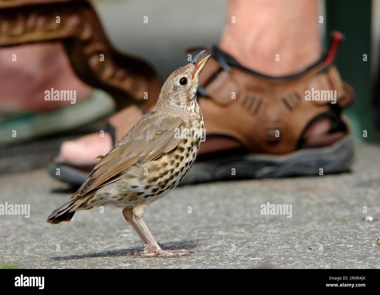 Juvenile song thrush hi-res stock photography and images - Alamy