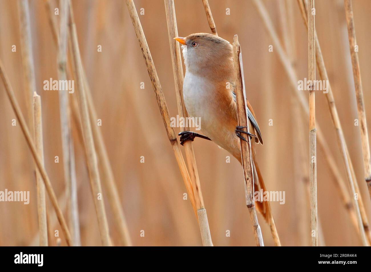 Bearded reedling (Panurus biarmicus), adult female, sitting on reed ...