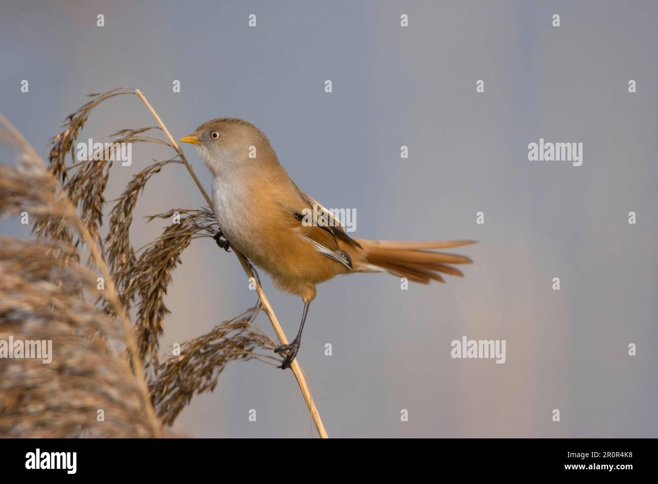 Bearded reedling (Panurus biarmicus), adult female, sitting on reed ...